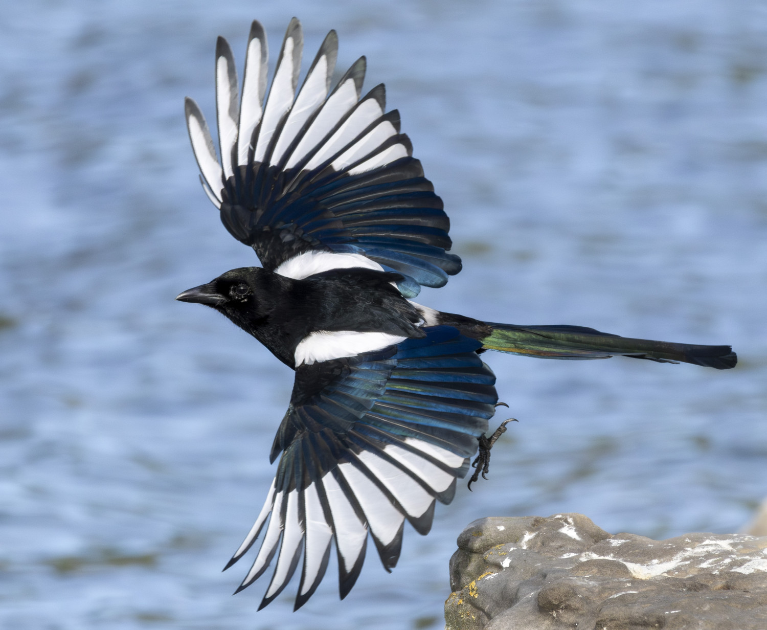 Madárvárta - Magyar Katolikus Rádió